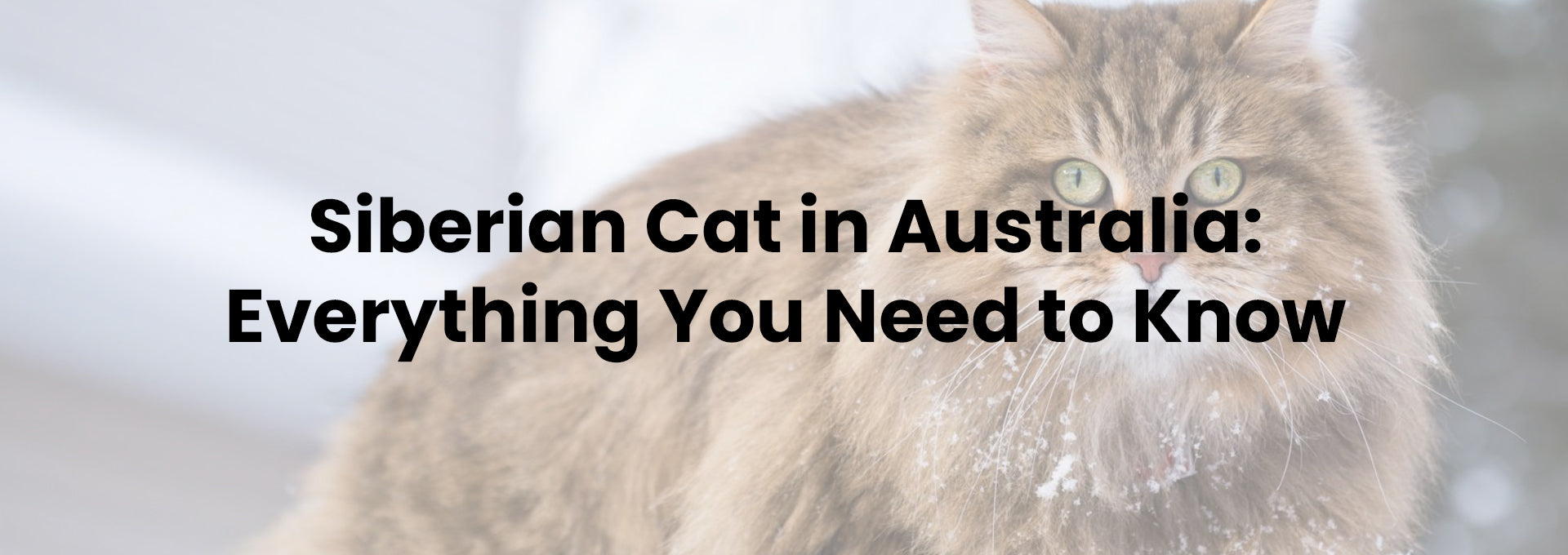 Siberian Cat in Australia | Breeders, Cost, Personality & Size Guide ...